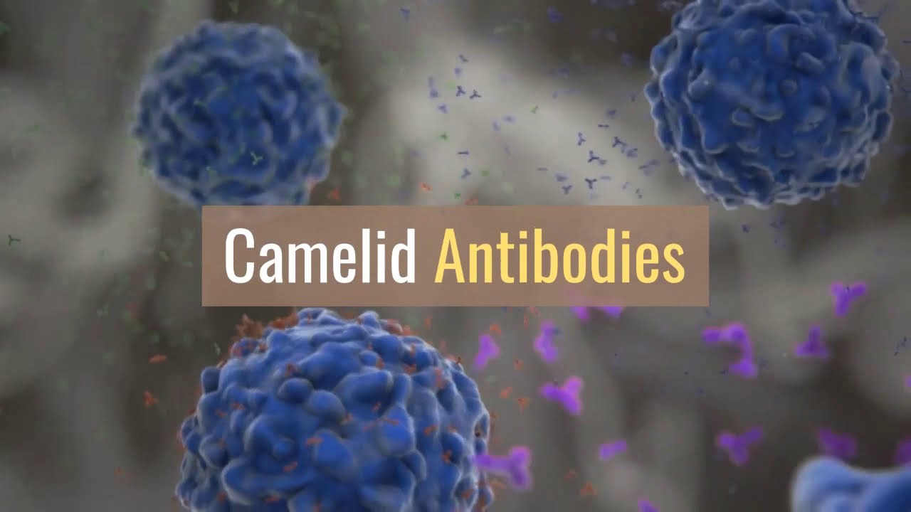 Camelid Antibodies - YouTube