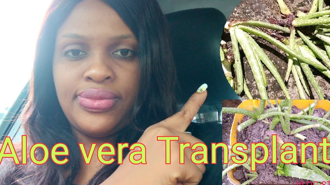 How to Transplant and Cultivate Aloe Vera for growth and to multiply ...