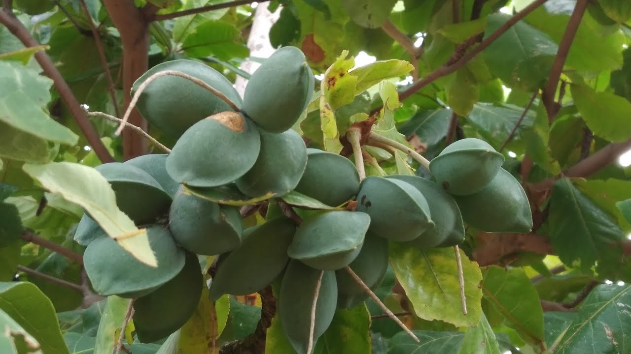 సీమ బాదం చెట్టు ఉపయోగములు ||Uses of #almond tree - YouTube