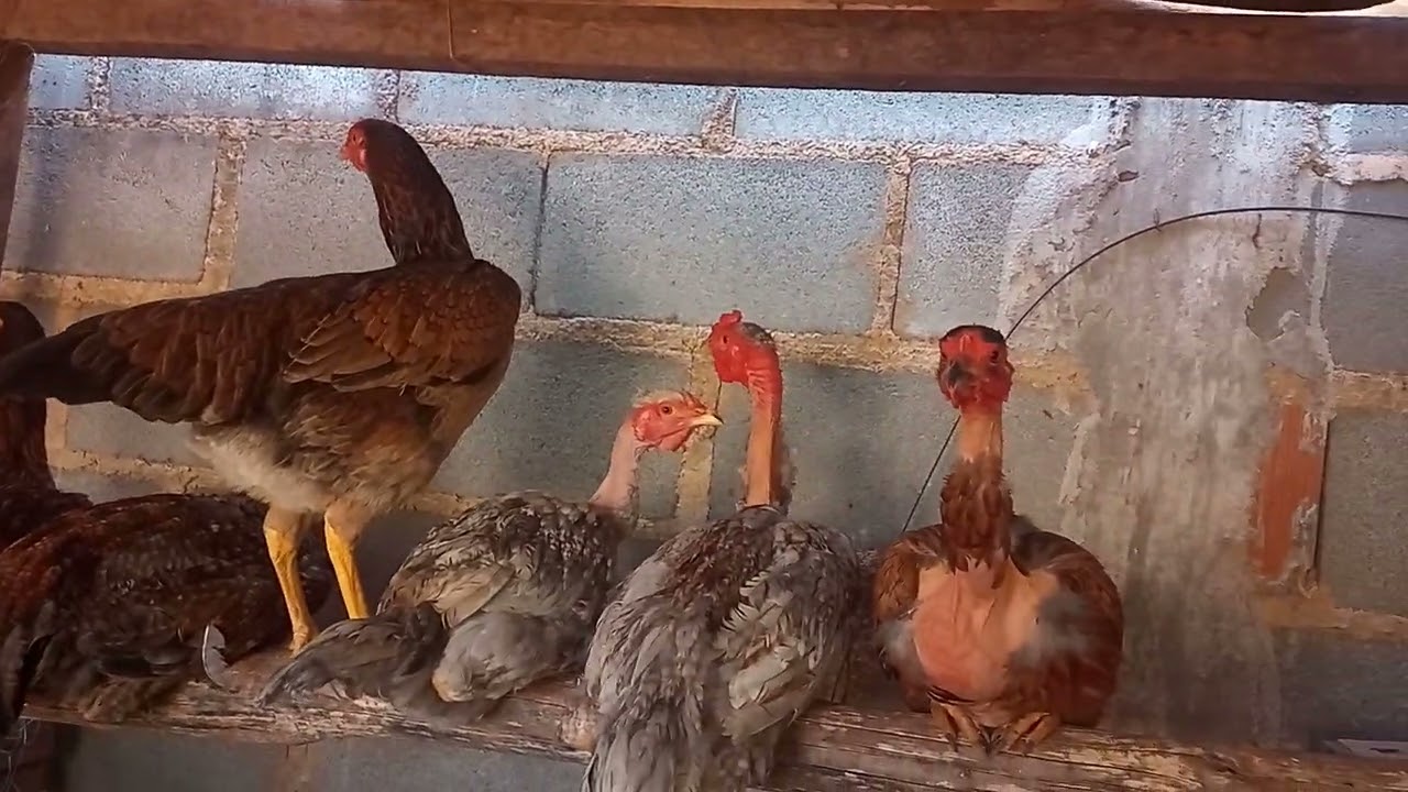 Conheça um pouco dos frango pescoço pelado e frangas - YouTube