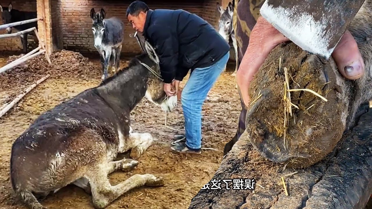 瘸腿毛驢暴瘦40公斤！爛蹄子使毛驢久臥不起，沒食慾，老師傅用老手藝切除蹄子，解脫它 - YouTube