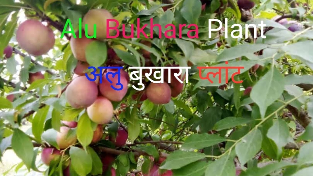 Alu Bukhara Plant Available # J K NURSERY Call 8926405481 - YouTube