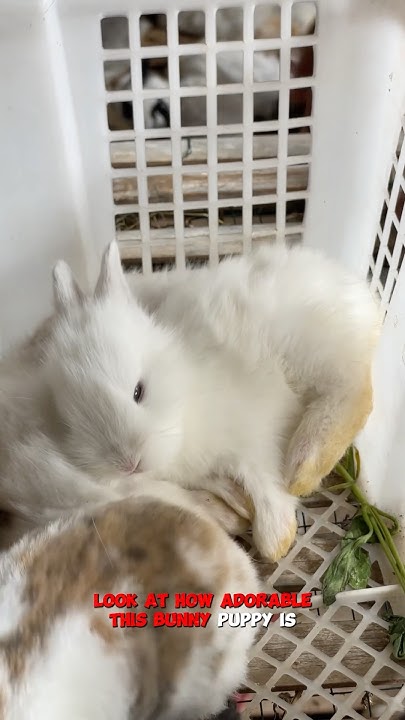 Look how adorable this bunny puppy is 🥰#bunny #rabbit #rabbitfarm #rabbitmarket #rabbitsound ...
