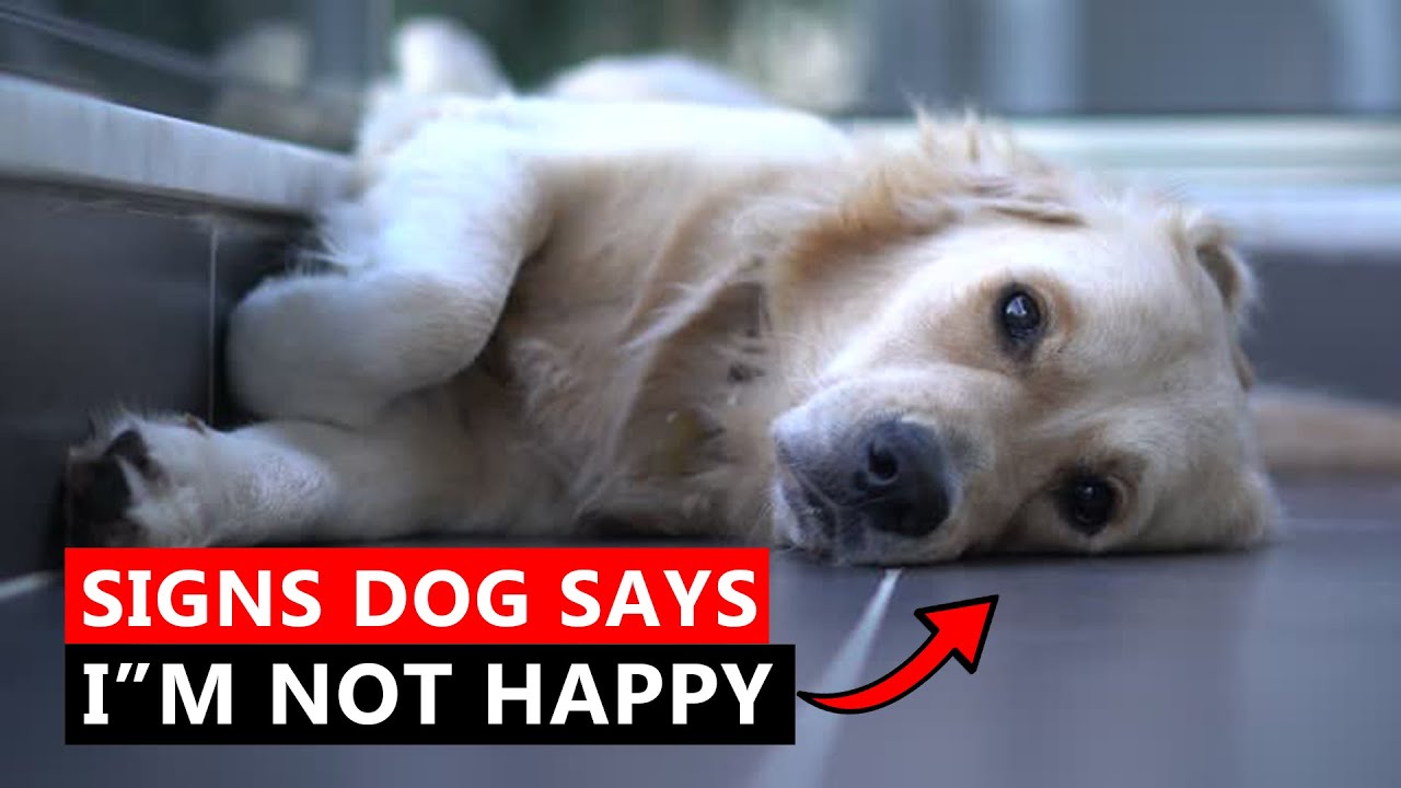 10 Signs Your Dog Says I'm Not Happy! - YouTube