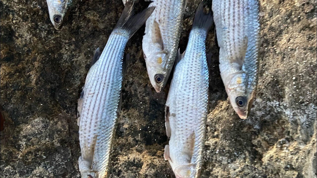 Η μεγαλη Δοκιμη με το νεο καλαμι στους κεφαλους. Ψαρεμα κεφαλων με ...