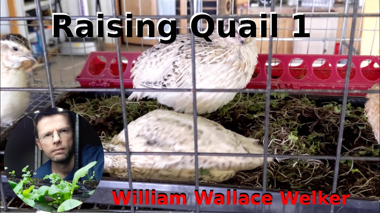 Raising Quail 1 - YouTube