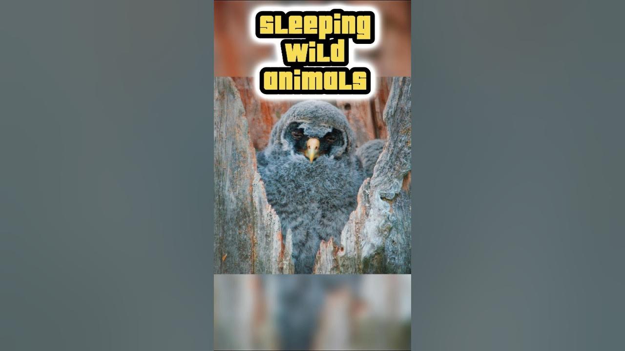 cute sleeping animals ️#animal - YouTube