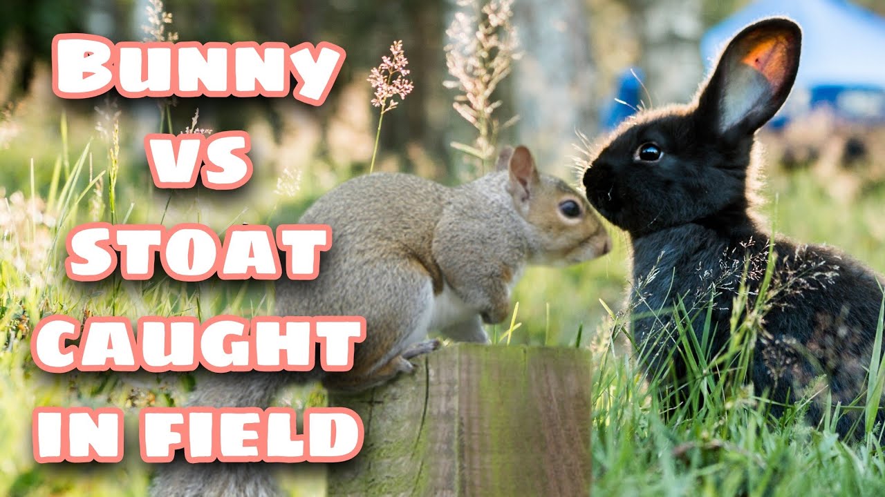 Rabbit VS Stoat -Attack of Animals Caught in the Field. - YouTube