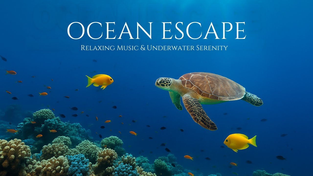 Underwater Serenity |Mesmerizing Marine Life & Calm Music for ...