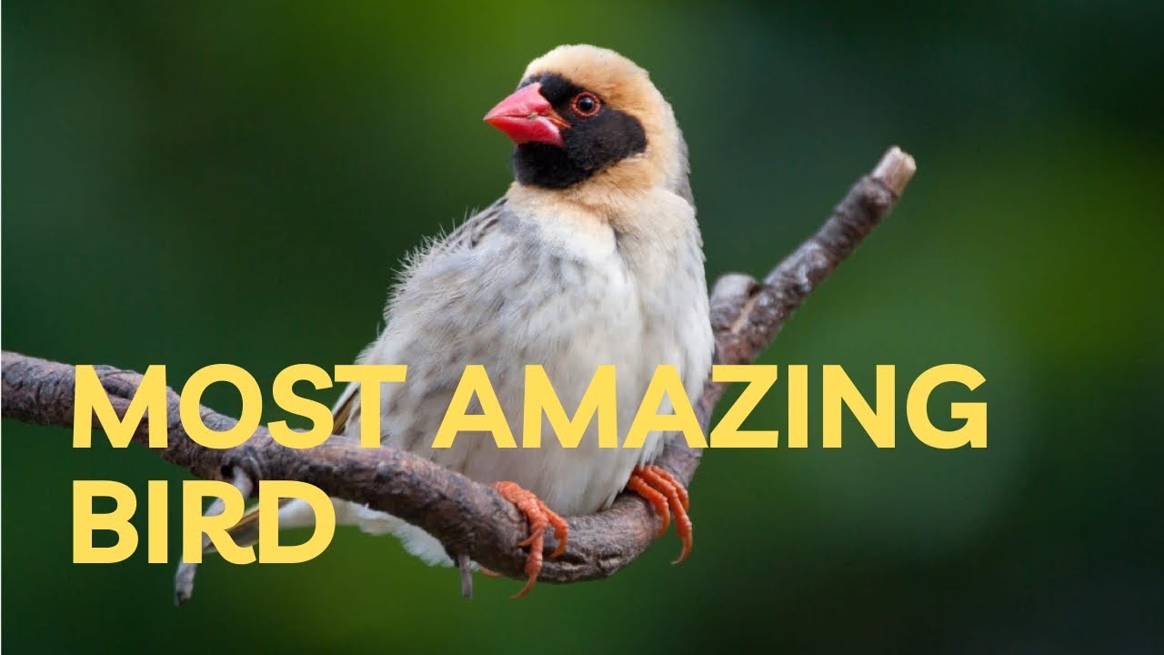 Most Amazing Bird | birda | #youtubevideo #truthknowledge - YouTube