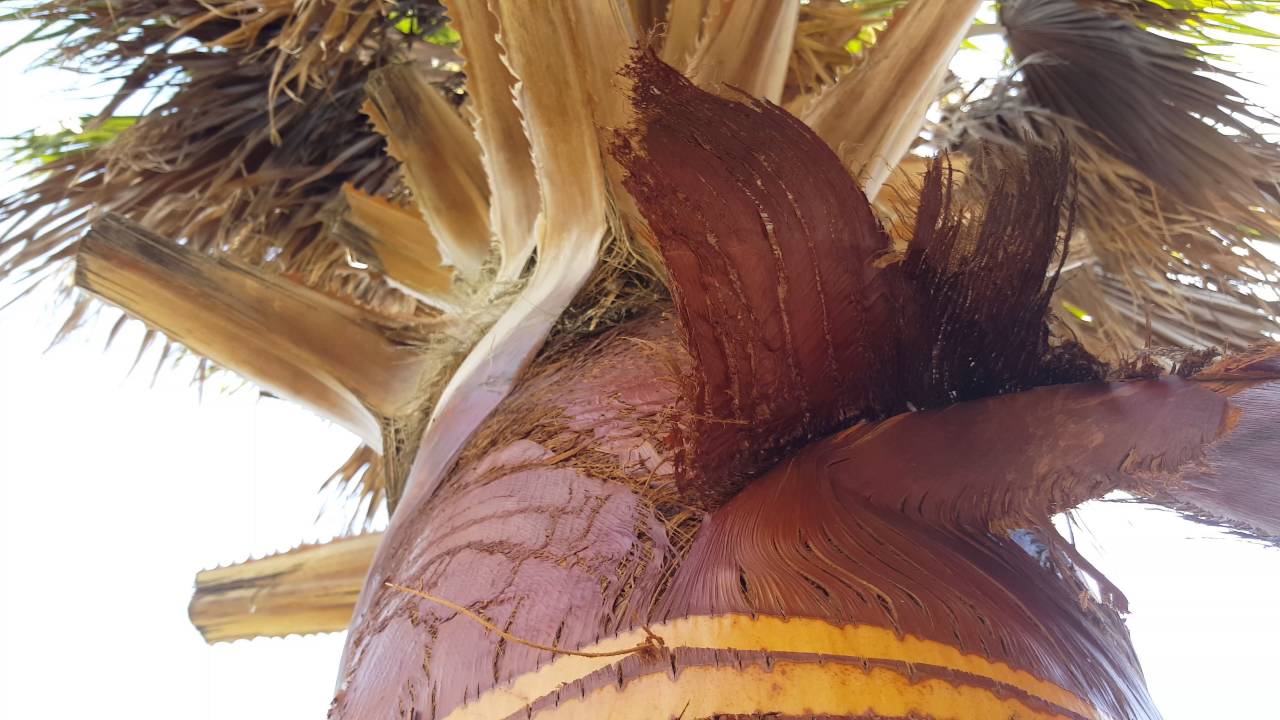 Palmiye A ac Nas l Budan r How To Cut Palm Tree s Leaves YouTube Palmiye A ac Nas l Budan r How To Cut Palm Tree s Leaves YouTube