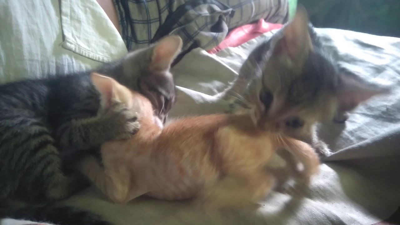 My home littil cat - YouTube