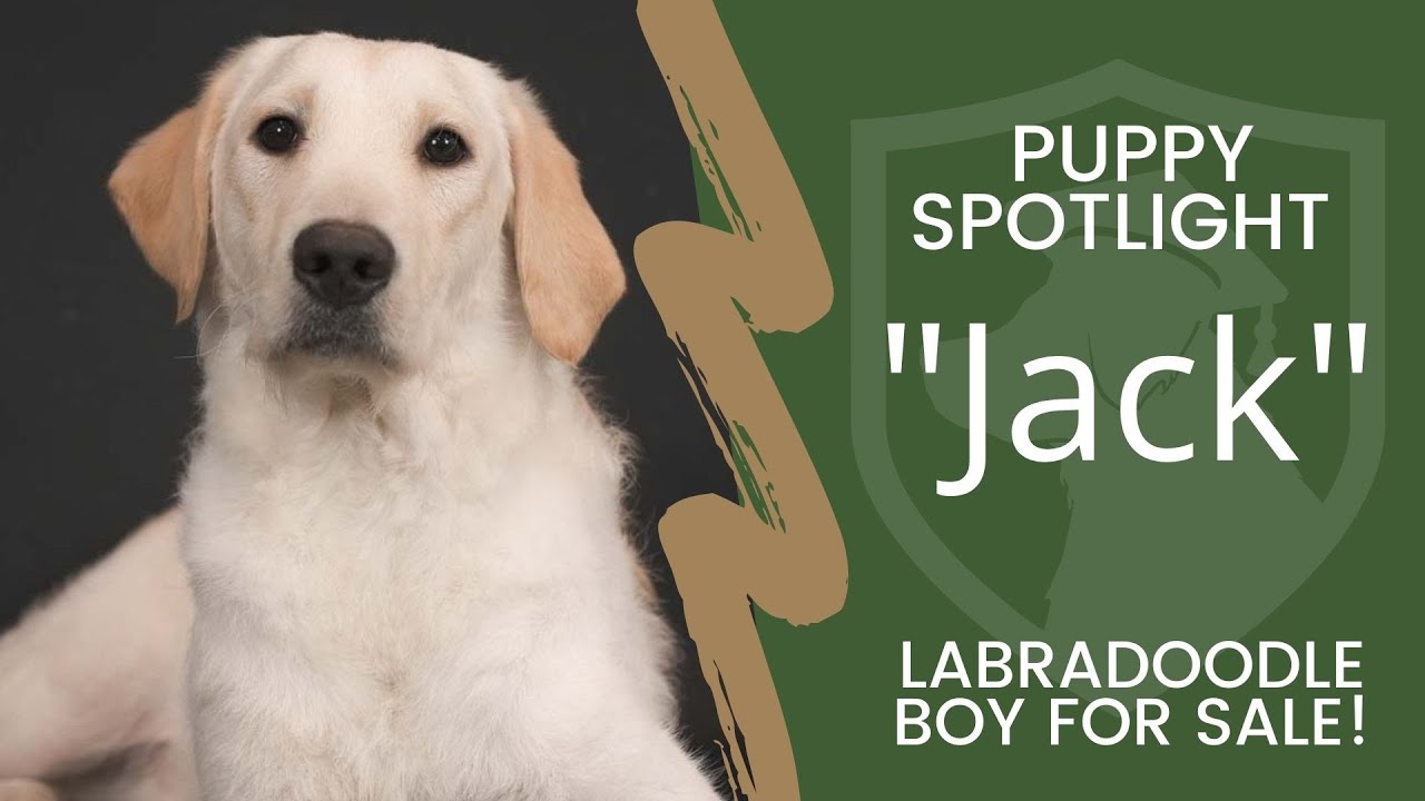 Puppy Spotlight with "Jack" - Cuddly Labradoodle Boy For Sale! - YouTube