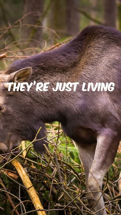 Moose The Twig Eater! [fact] - YouTube