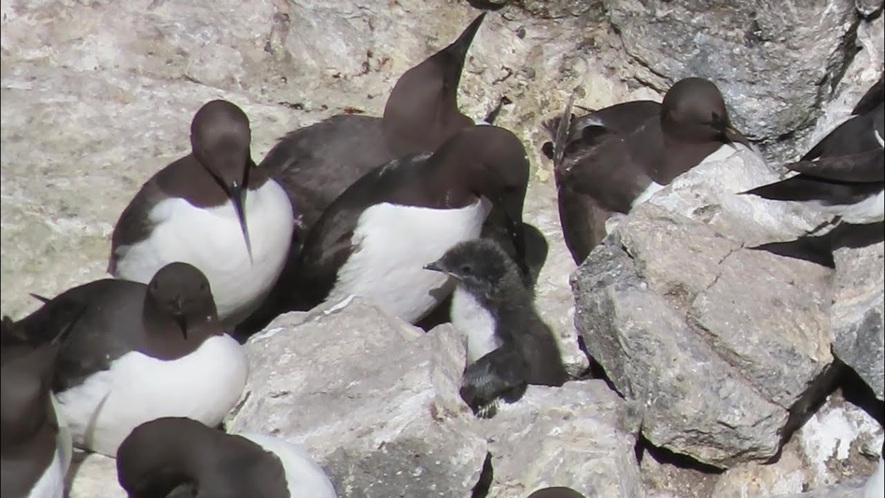 Seabird chicks on the cliffs of Rathlin: Common Guillemots and other ...