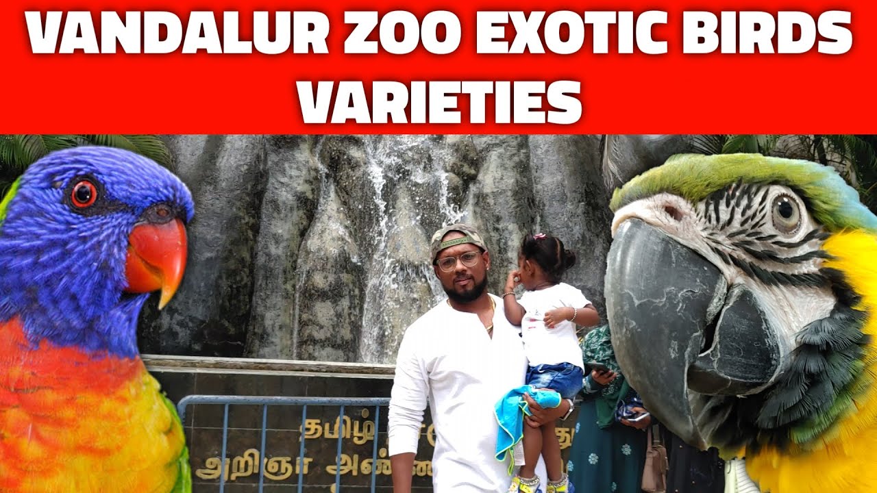 Tamilnadu Vandalur Zoo Exotic Birds Varieties Video | தமிழில் | Macaw ...