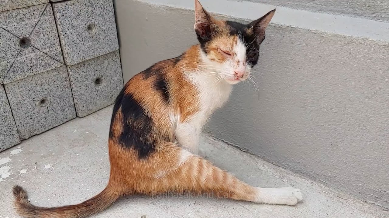 Many poor cats | so weak and sick | need help #PanhasakAndCats - YouTube