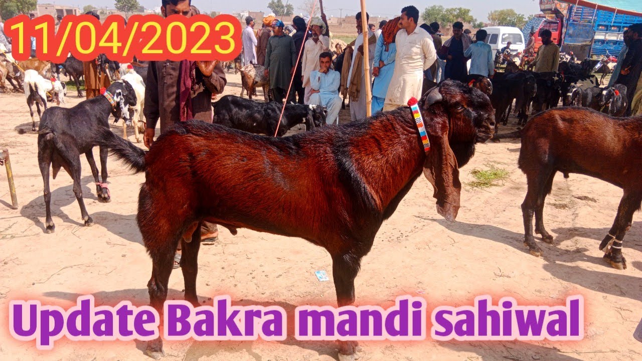 Update Bakra mandi sahiwal !Malik Farid Dairy Farm ! - YouTube