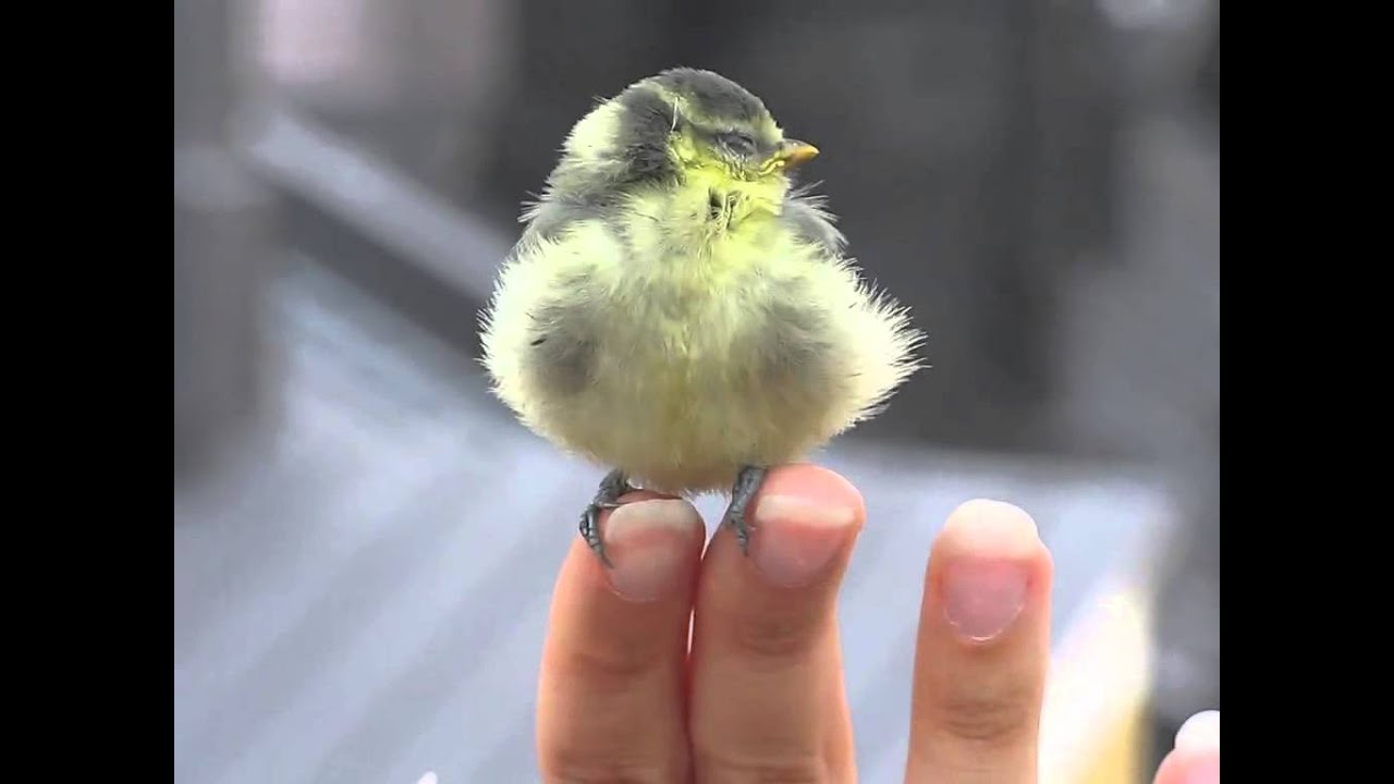 Bird Manipulation - YouTube