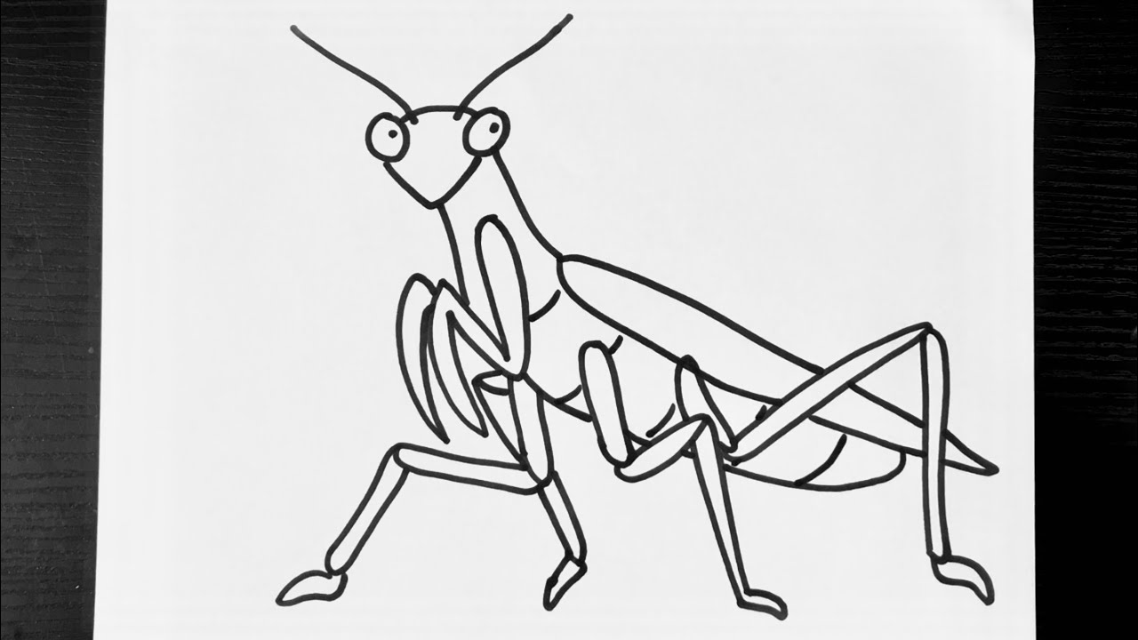 How to draw Grasshopper | Insect | Animal | Easy funny drawings of ...