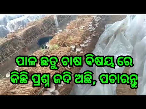 ODISHA CHHATU CHASA is live- ପାଳ ଛତୁ ଚାଷ ବିଷୟ ରେ କିଛି ପ୍ରଶ୍ନ ଜଦି ଅଛି ...