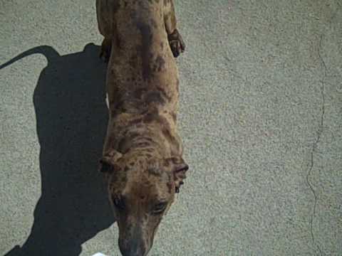 WEINER PIT AKA BROWN E PT. 1 - YouTube