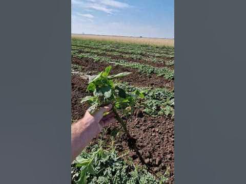 Прополка 🌱🍉☀️ - YouTube