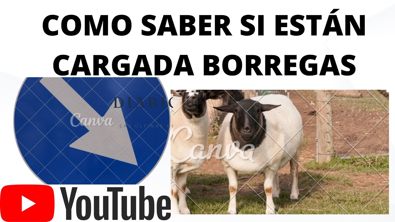 CUAL BORREGA ESTARÁ CARGADA Y QUE TIEMPO TIENEN - YouTube