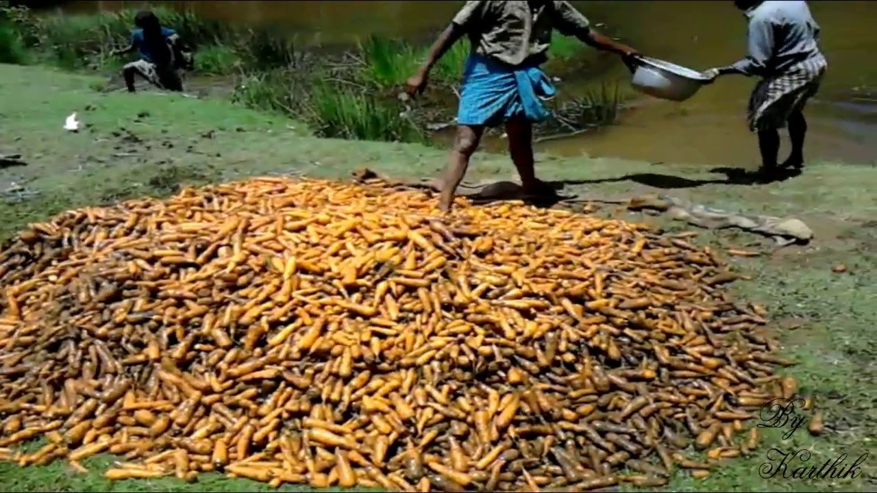 Clean Raw Carrots | Carrot washing - cleaning | carrot harvesting - YouTube