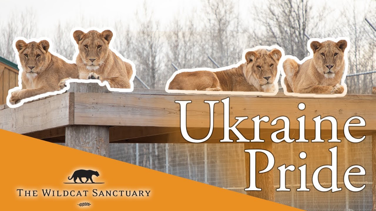 WATCH Rescued Lions The Ukraine Pride || The Wildcat Sanctuary - YouTube