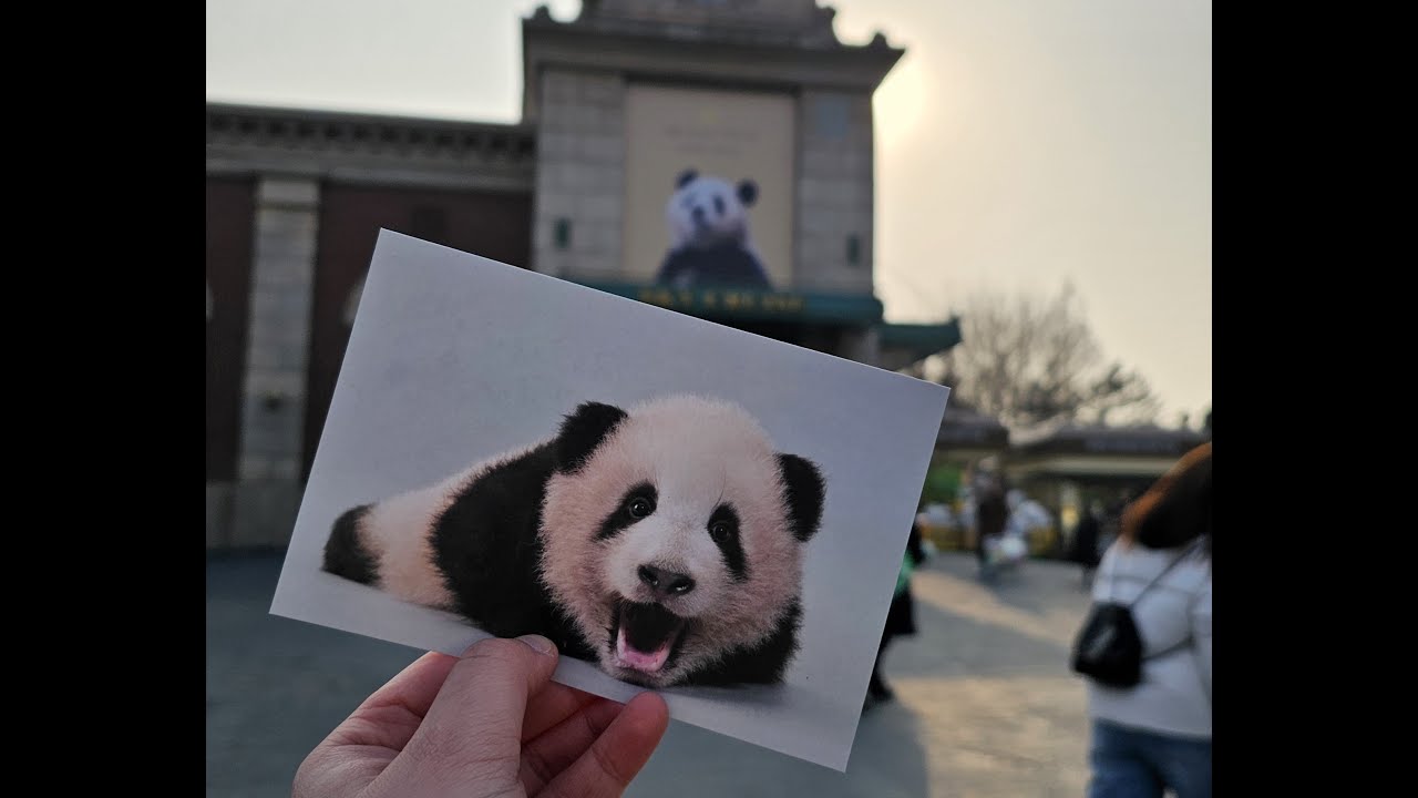 Fubao, Forever my baby panda 🐼 / 푸바오야 늘 사랑하고 기억할 거야 ️ - YouTube