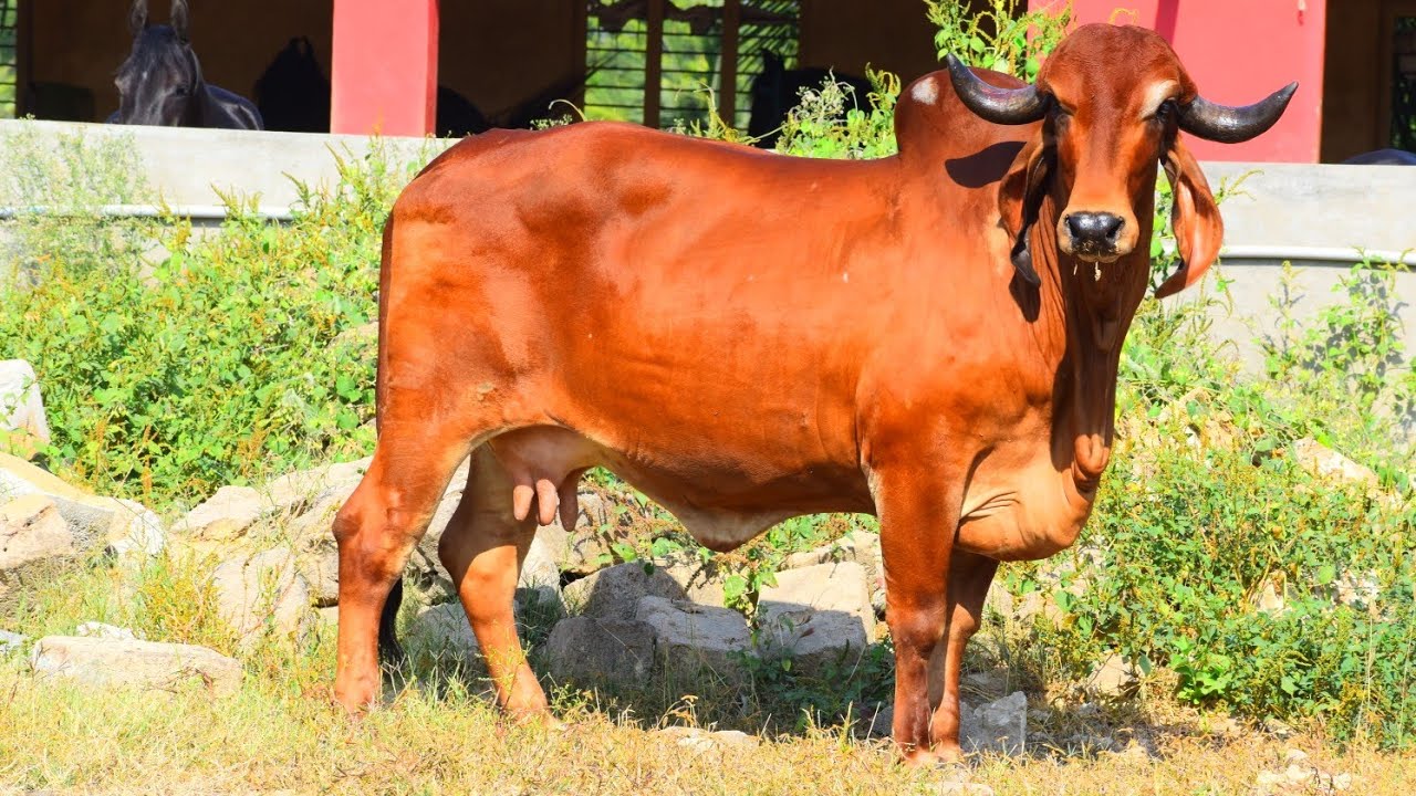 Top breed Kunthi Gir cow for sale Tarakpaldi di Bhavnagar Gujarat Mo ...