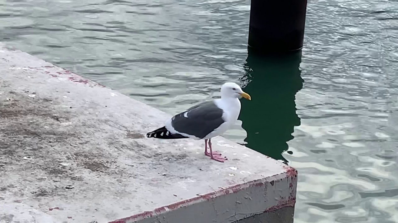 Nasty Ass Seagull - YouTube