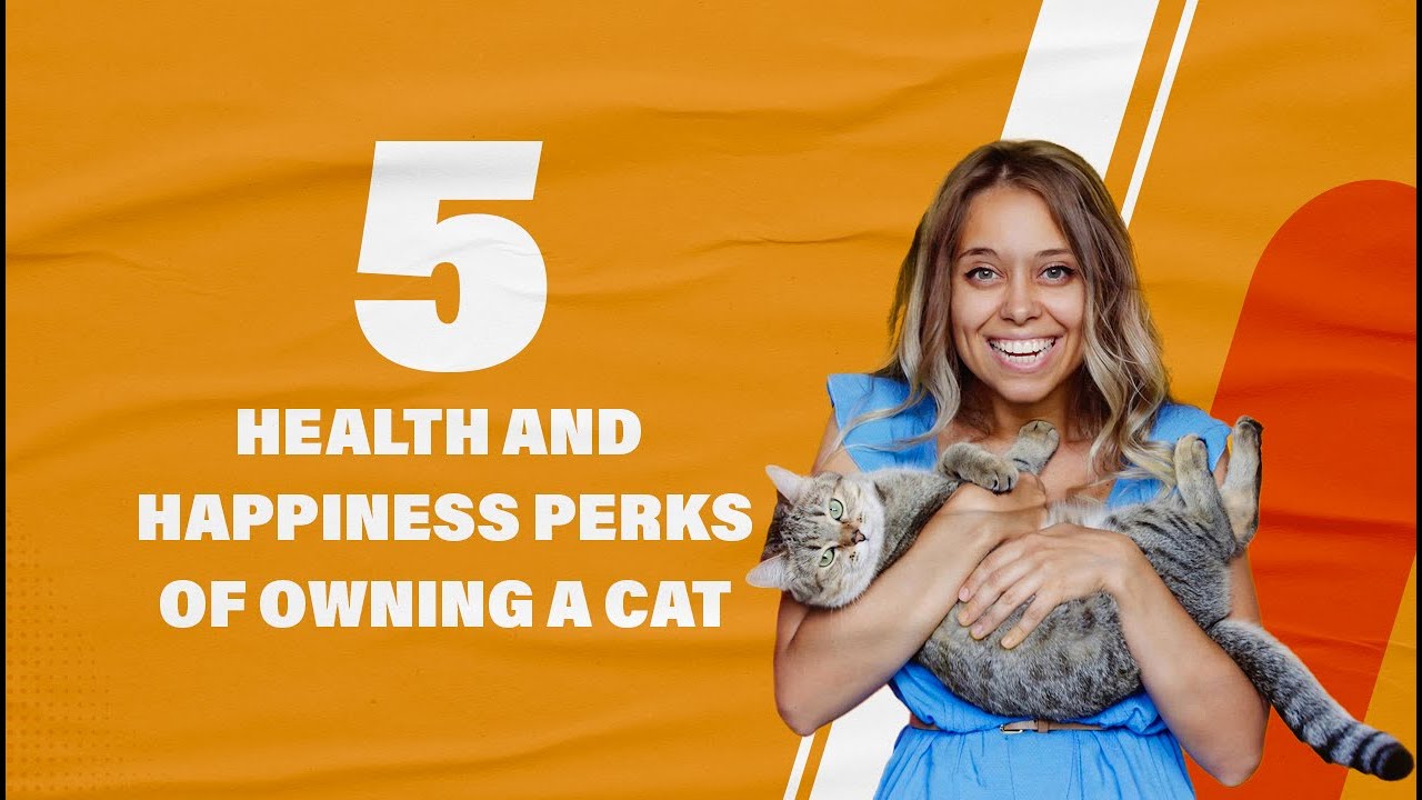 Why a Cat is a Human's Best Friend: Top 5 Health and Happiness Perks 😻 ...