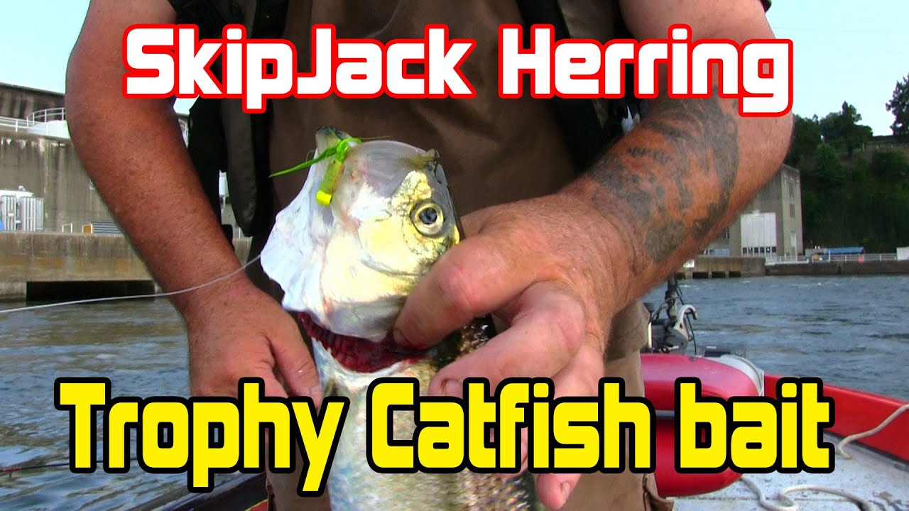 How to catch and prepare your catfish bait(Skipjack) for freezing and ...