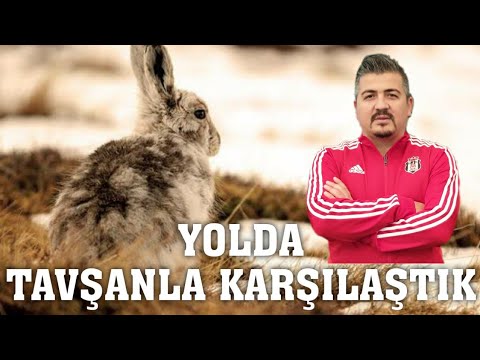 Yolda Tavşanla Karşılaştık