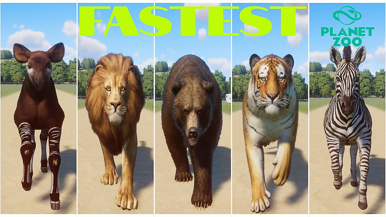 Fastest Animals Speed Races in Planet Zoo included Okapi, Lion, Bear ...