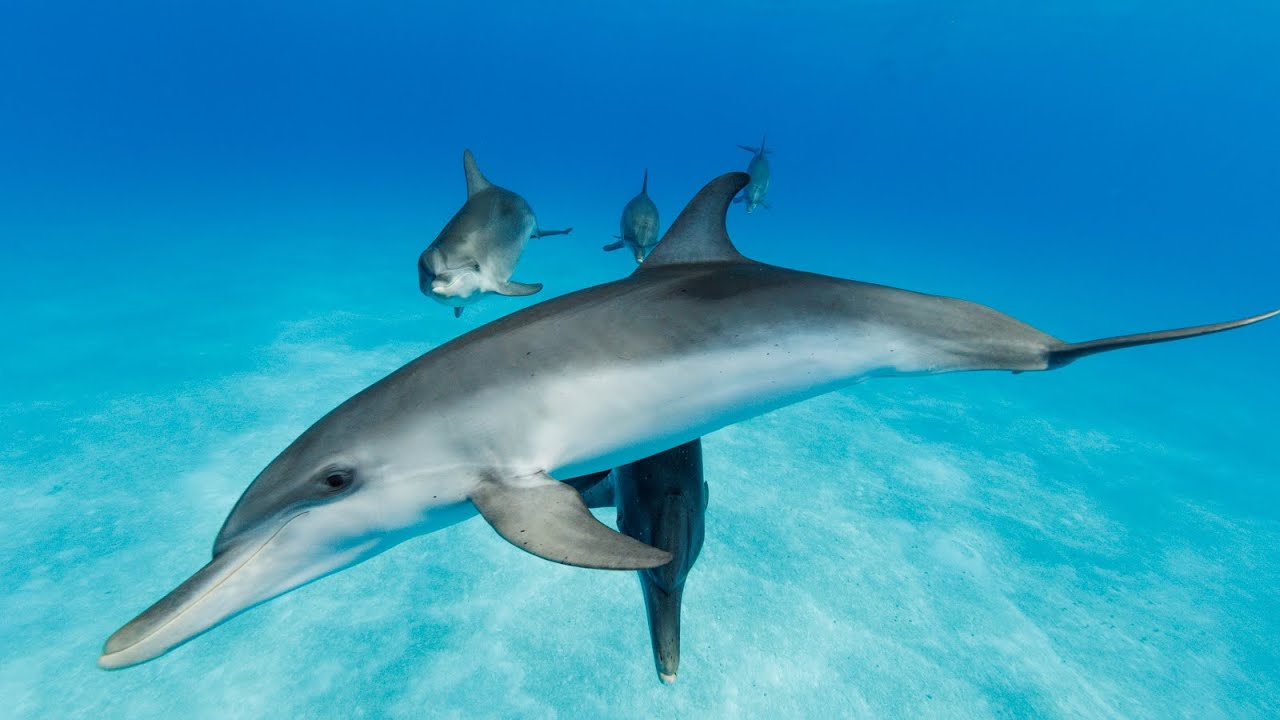 How to Swim with Dolphins? - the Best Tips and Tricks! - YouTube