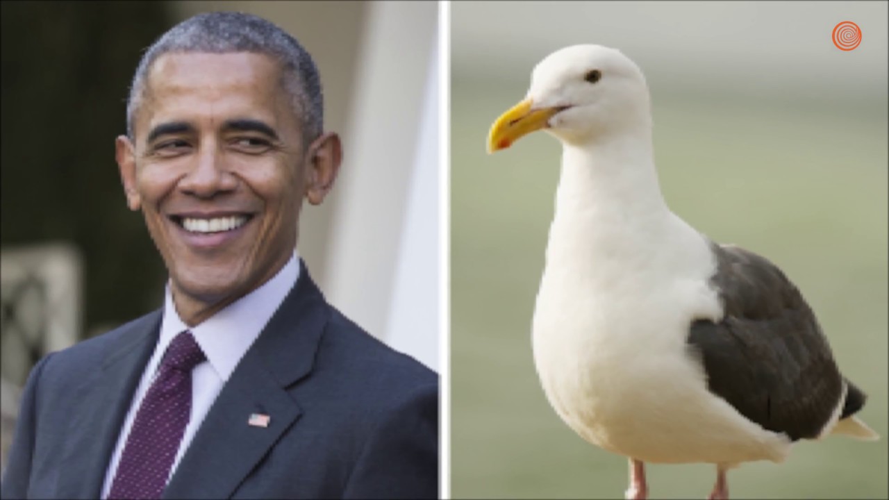 Eerie: This Compilation Proves That A Lone Seagull Has Been Following ...