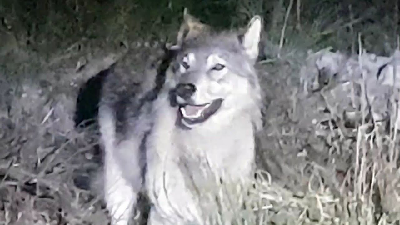 Wolf encounter on Vancouver Island, Canada 2021 - YouTube