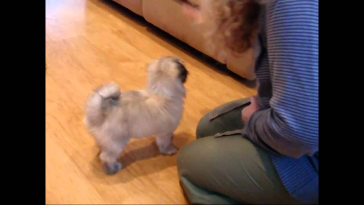 Havanese puppy: Poppy's first two weeks at home - YouTube