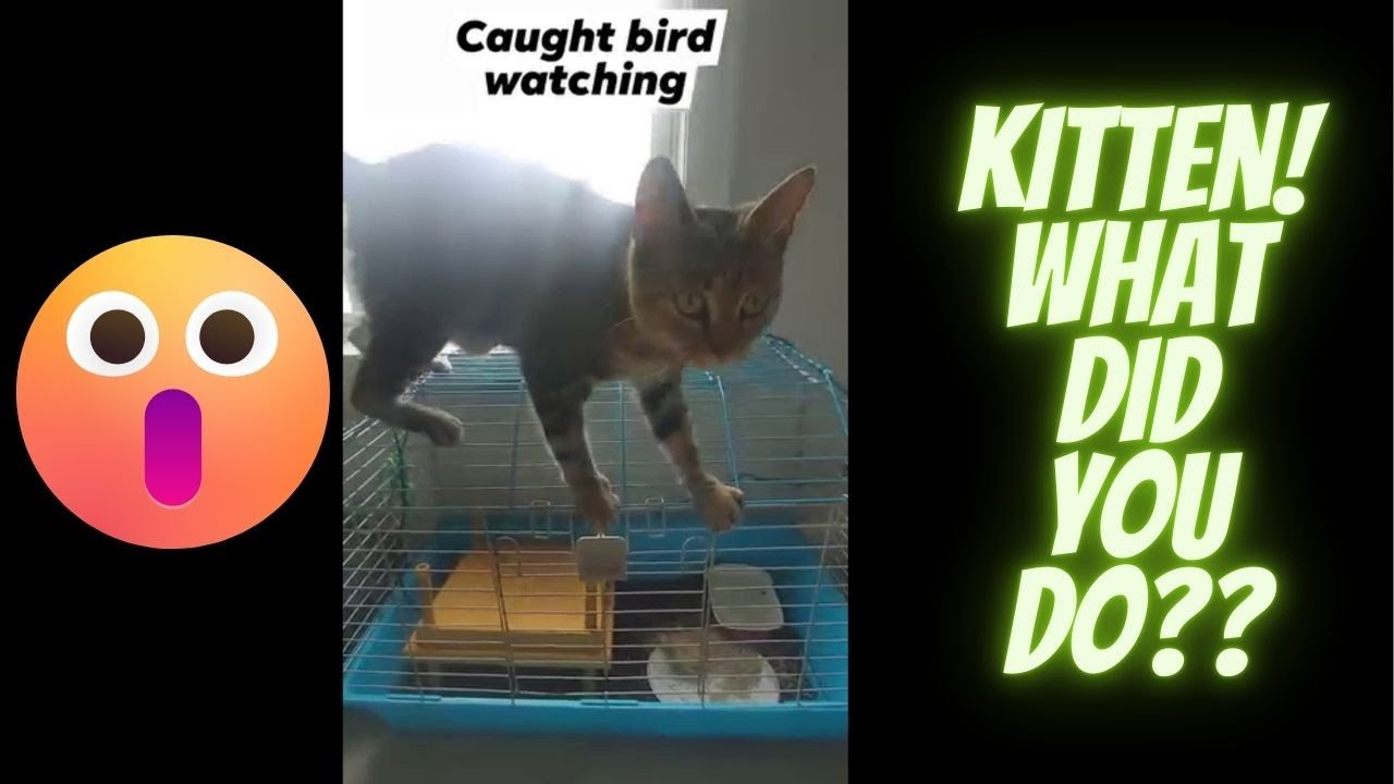 Weird Animal Behaviors Unveiled: What Are These Crazy Animals Doing ...