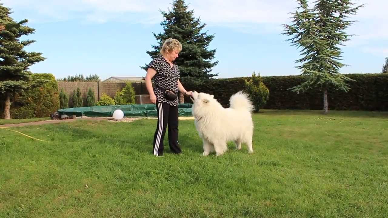 Samojede Tarek - Dog Trick - Samoyed Tricks - Part 1 - YouTube