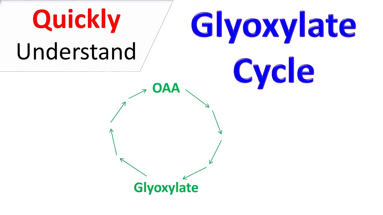 Glyoxylate cycle - YouTube