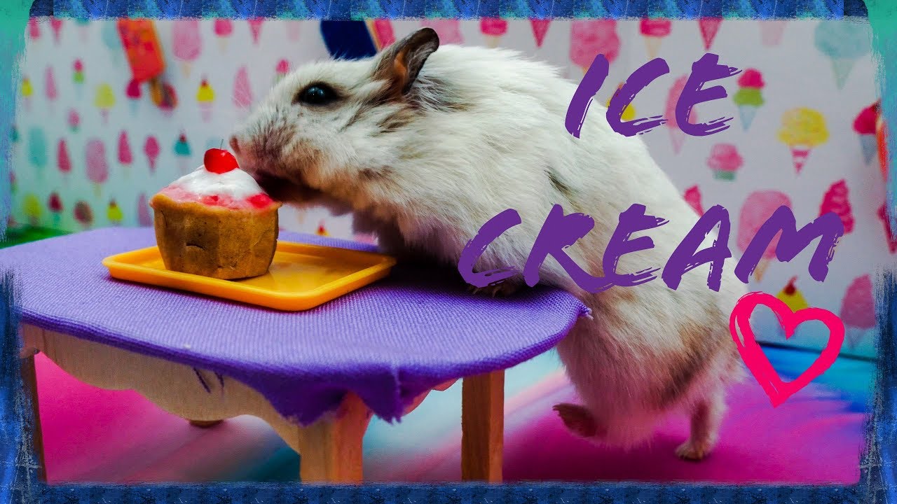 Cute Hamster eats raspberry ice cream - YouTube