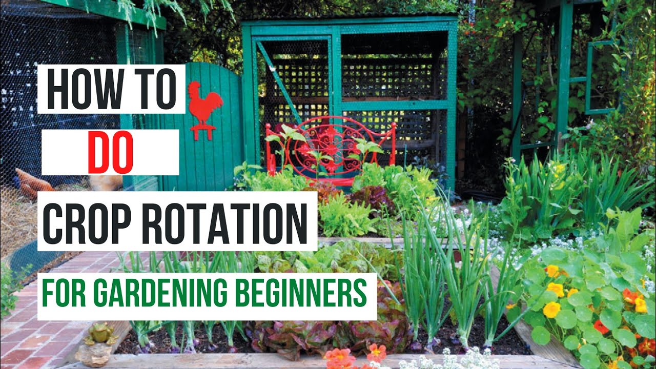 Easy Crop Rotation Made Simple || Rotate Your Plants for Healthier ...