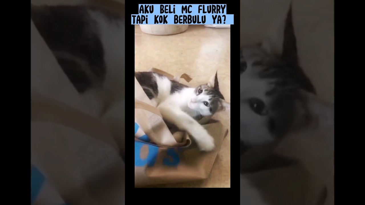 KUCING Mc Flurry (cosplay) by UU #catshorts #cat #kucing #catvideos # ...