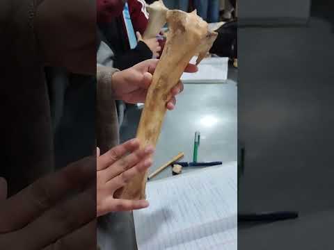 Tibia and Fibula of Ox | Anatomy | DVM - YouTube