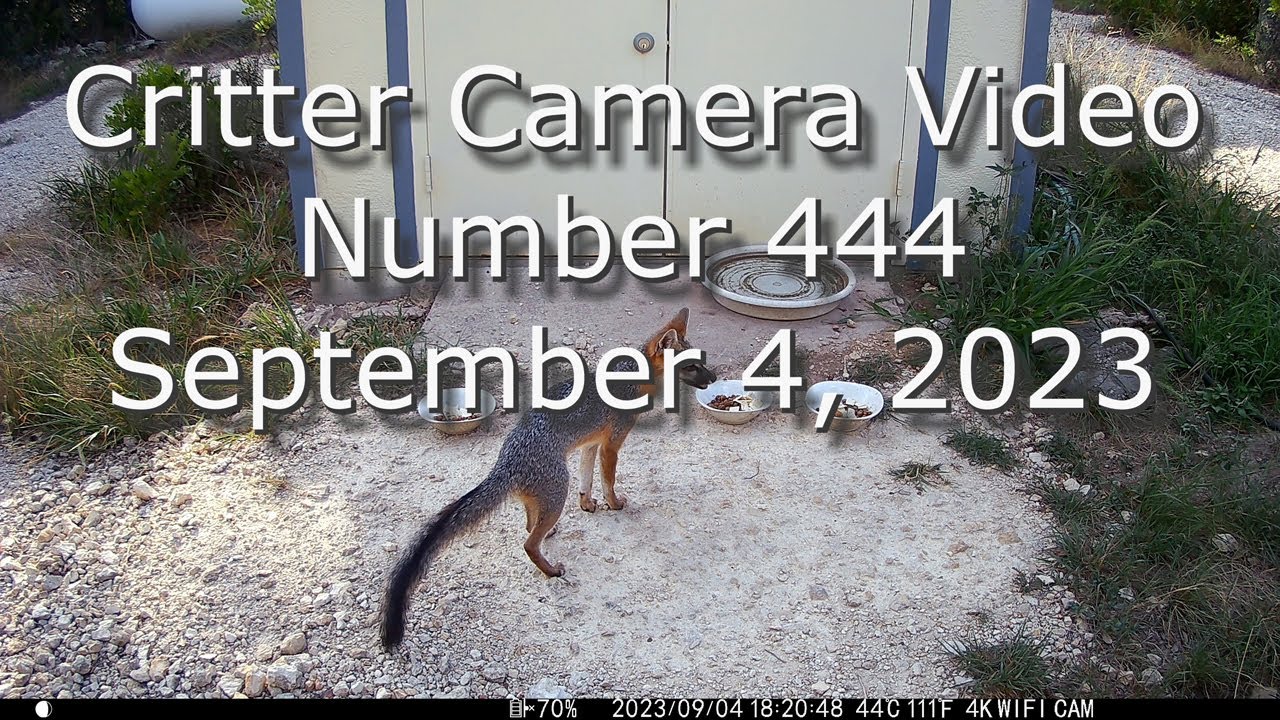 Critter Cam Video 444 September 4, 2023 in 4K #CritterCamera # ...