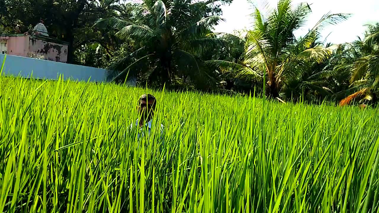 Natural Farming(இயற்கை விவசாயம்) - Milagu samba Rice (மிளகு சம்பா அரிசி ...